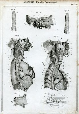 ANATOMIA: NEUROLOGIA, 4. Medicina. 24. Incisione su rame. Stampa antica ...