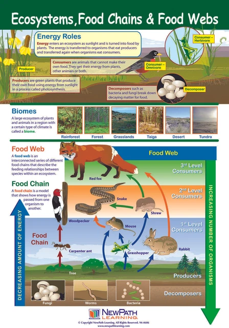 NEWPATH LEARNING ECOSYSTEMS, Food Chains, and Food Webs Laminated ...