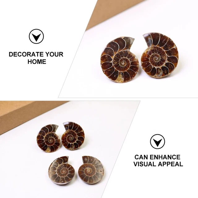 12 PIECES PALEONTOLOGY Aquarium Ornaments Ammonite Science Supplies £44 ...
