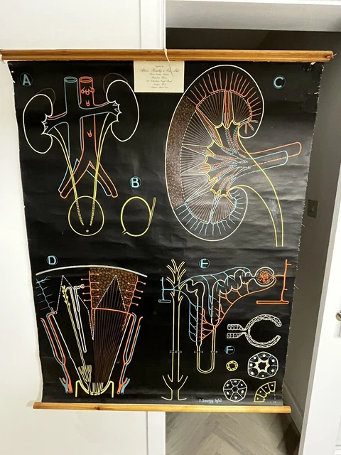 ANTIQUE VINTAGE ADAM Rouilly Wall Chart Poster Medical Kidney P.Sougy £ ...