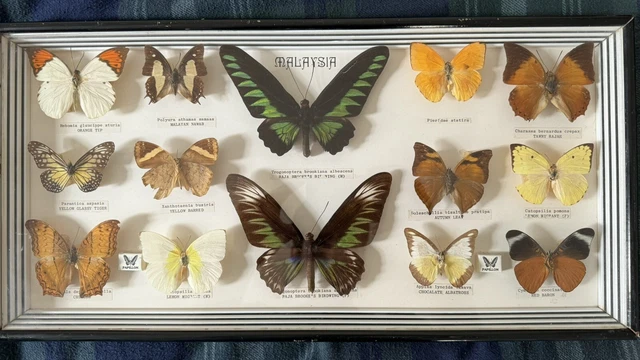 VINTAGE TAXIDERMY COLLECTION Of Malaysian Butterflies Trogonoptera ...