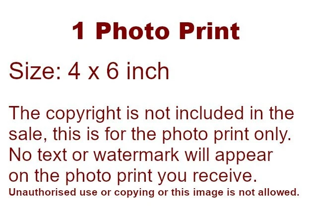 BUS PHOTO PRINT 4x6 WARWICKSHIRE TRAVEL F10WTC DENNIS TRIDENT MILTON ...