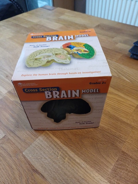 LEARNING RESOURCES CROSS Section Human Brain Model Soft Foam ...
