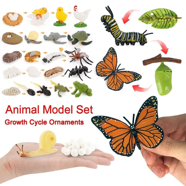 ANIMAL LIFE CYCLE Growth Cycle Ornaments Educational Toys Animal Model ...