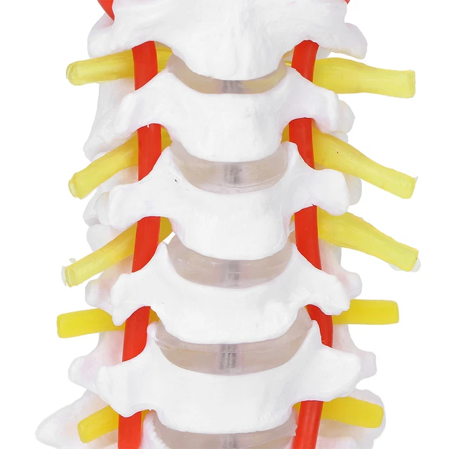 CERVICAL MODEL ARTERIA Spine Spinal Nerves Anatomical Model TDM £16.55 ...