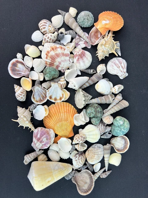 MEGA 1 KILO Of Mixed Shells Natural shell Seashells Beach Display Craft ...