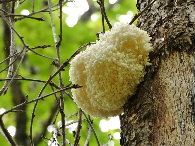 HERÍCIUM CORALLOÍDES DRY grain mycelium 30g Dryodon coralloides ...