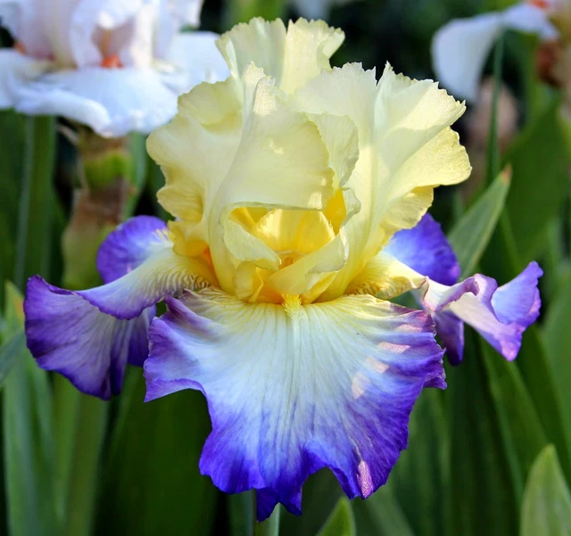 TALL BEARDED IRIS Designer Art x 1 Plant - Rare - Perennial - Cottage ...