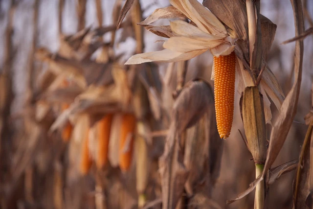 TINY KERNEL POPCORN Seeds- Makes Great Tasting Popcorn- 50 Seeds COMB ...