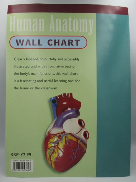 HUMAN ANATOMY WALL Chart £3.00 - PicClick UK