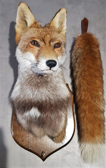 BEAUTIFUL RED FOX Taxidermy Shoulder Mount Mask & Brush Fox Head on Oak ...