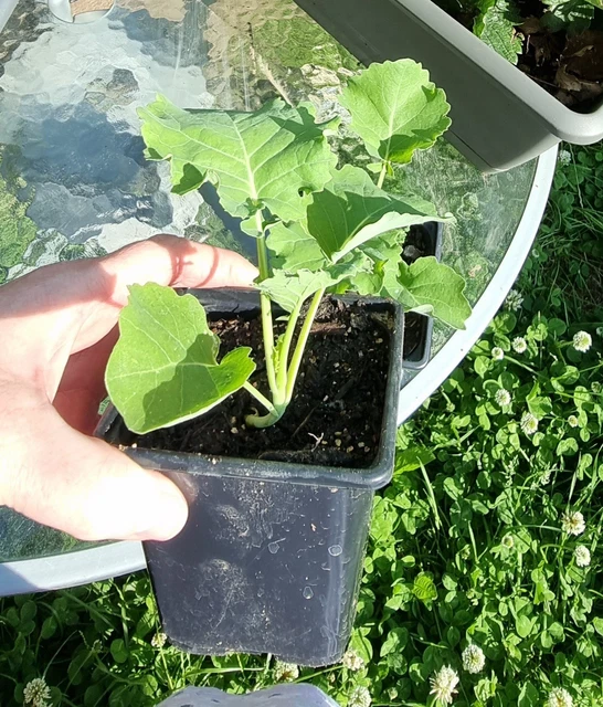 PERRENIAL KALE PENTLAND Brigg plants x2 forever greens winter veg £8.80 ...