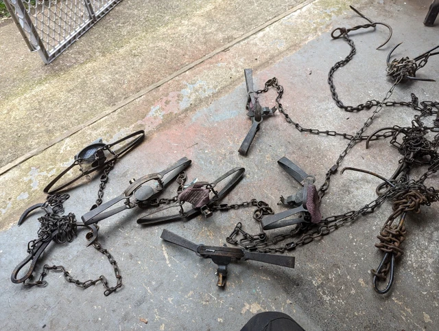 6, VINTAGE DOUBLE Long Spring Steel Foothold Animal Traps $50.00 - PicClick