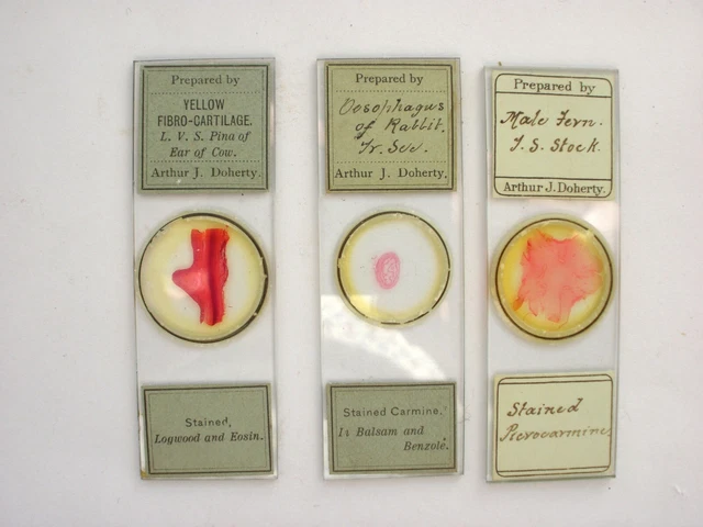 3 ANTIQUE MICROSCOPE Slides. by Arthur Doherty £14.99 - PicClick UK