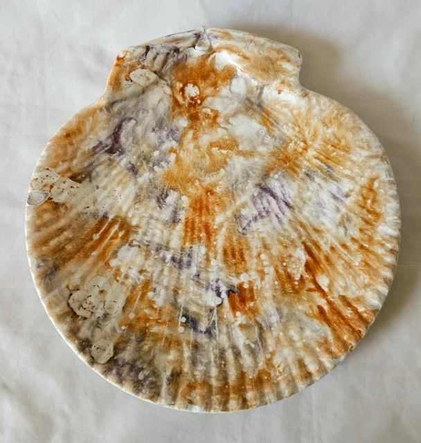 ANTIQUE WEDGWOOD MOONLIGHT Lustre Queens Ware Scallop Shell Plate ...