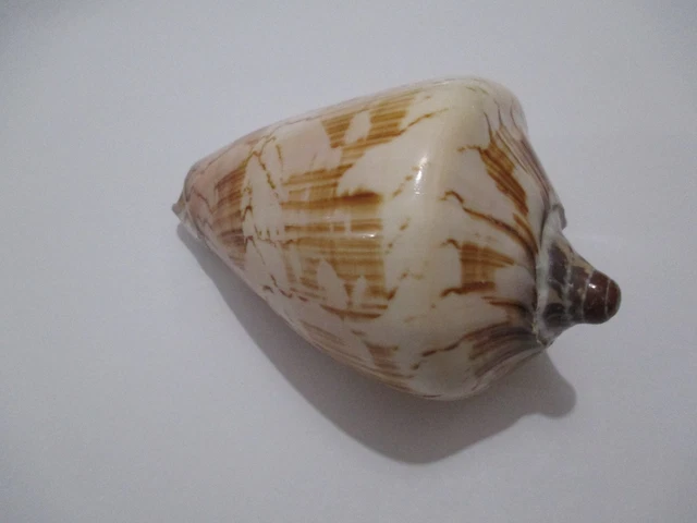 VOLUTIDAE NOBLIS FASCIATA Cymbiola Sea Shell 140mm Unknown Origin S10 £ ...