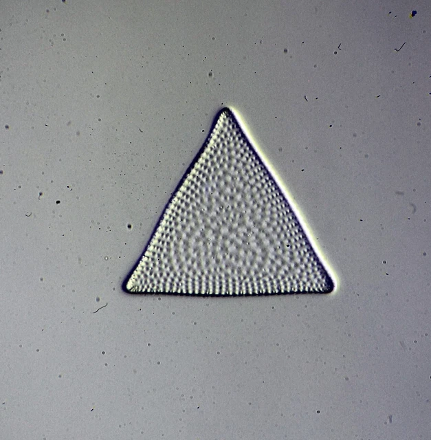 ANTIQUE MICROSCOPE SLIDE by W.A.Firth. Diatom. Triceratium parallelum ...