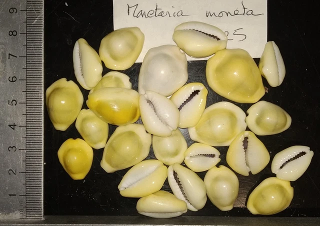 COLLECTION CYPRAEA : MONETARIA MONETA lot de 25 EUR 4,00 - PicClick FR