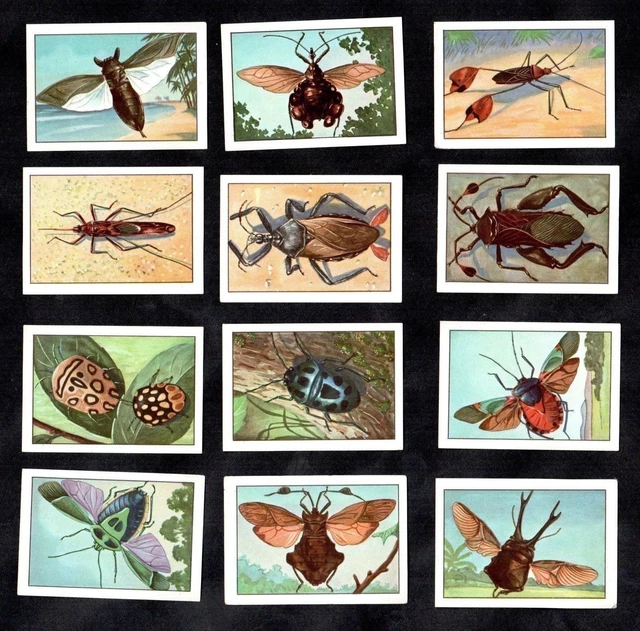 PUNAISES TRUE BUGS Insects Nestle 1950 Poster Stamp Card Set Entomology ...