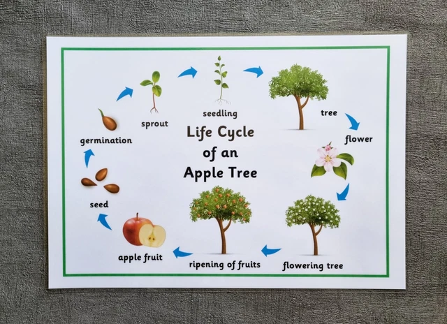LIFE CYCLE OF a Tree (Life Cycle of A...) by Kirsty Holmes £10.06 ...