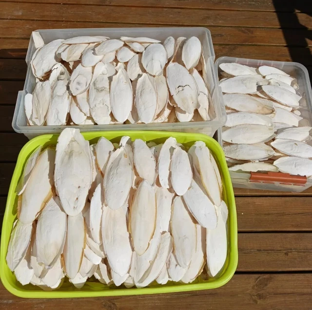 1 KG OS de seiche Entière Toute Taille ( Oiseaux, Tortue, Poule ...