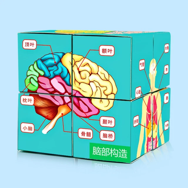 SCIENCE EXPERIMENT HUMAN Body Organs Magic Cube For Students ...