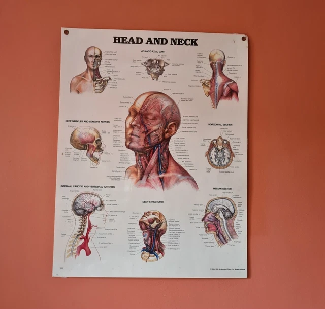 ANATOMICAL MEDICAL POSTERS The Anatomical Chart Co - Head And Neck £21. ...