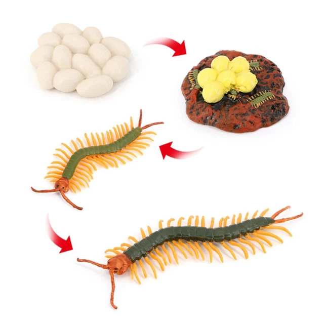 REALISTIC LIFE CYCLE of a Centipede 4 Separate Pieces Growth Cycle ...