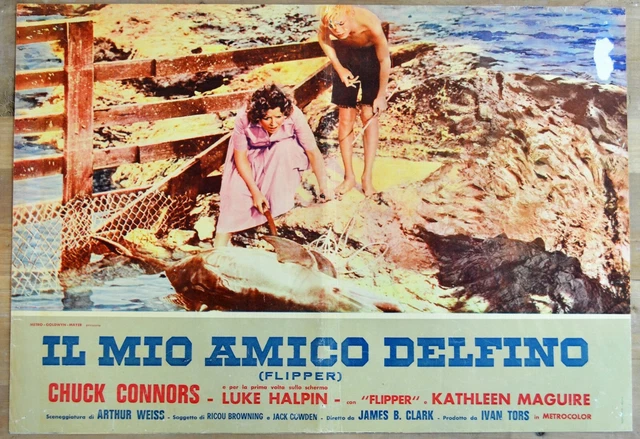 2 FOTOBUSTA AUTHENTIC The My Friend Dolphin 63 Chuck Connors Flipper £ ...