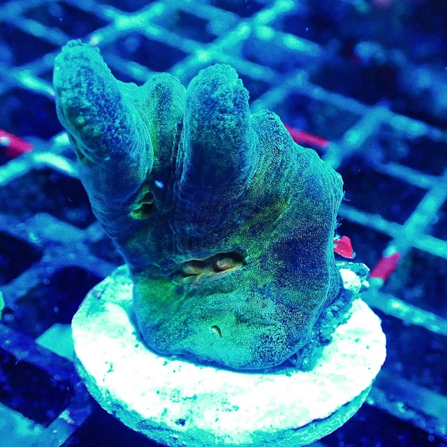 ALIEN EYE (PECTINIA) Frag 221 LPS £26.99 - PicClick UK