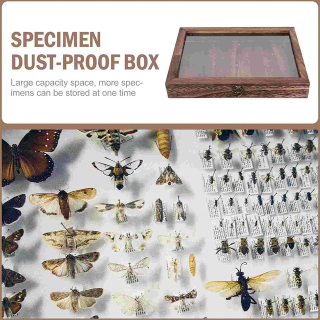 WOODEN SPECIMEN STORAGE Box Insect Butterflies Display Frame Collection ...