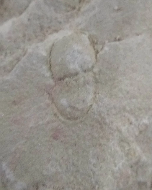ORDOVICIAN FOSSIL TRILOBITE Agnostida,teaching,very cool No. p32 $8.99 ...