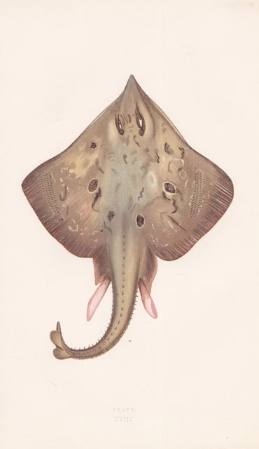SKATE RAYS SKATES roche fish fish woodcut woodcut 1870 £12.56 - PicClick UK