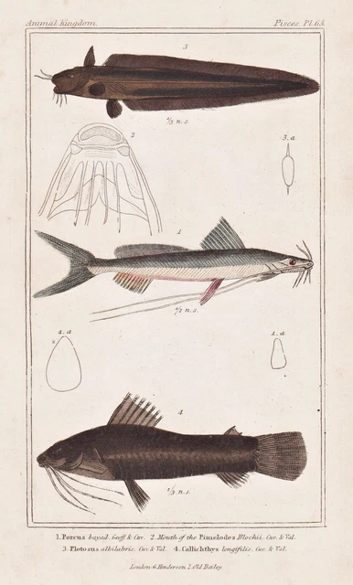 POISSON BAYAD PLOTOSUS Albilabris Poisson Fish Lithographie Cuvier 1835 ...
