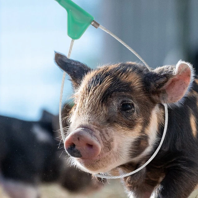 PIG CATCHER STAINLESS Steel Wire Pig Holder Catcher For Livestock £9.18 ...