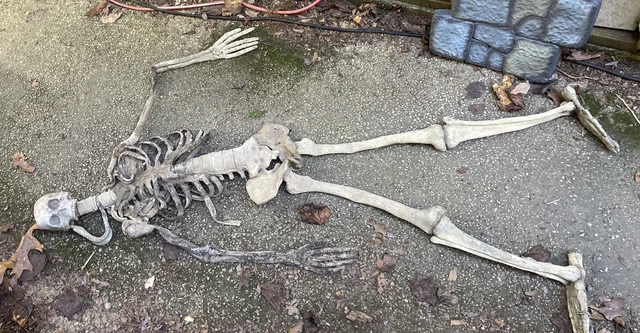 HALLOWEEN HAUNTED HOUSE Prop Rotting Corpse Skeleton Latex Graveyard ...