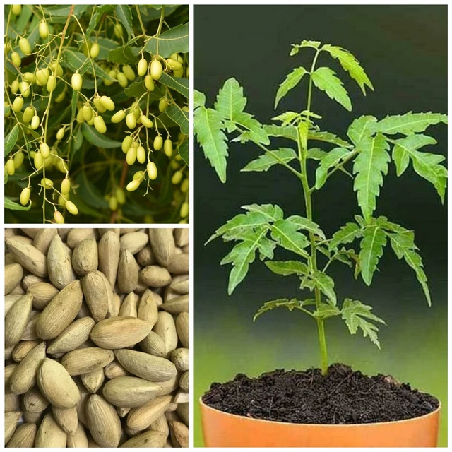 100+ DRIED NEEM Tree Seeds Azadirachta Indica Grow Herbal Indian Lilac ...