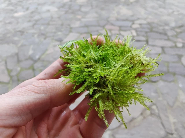 MUSCHIO ACQUARIO VESSICULARIA Sp. 10x10cm EUR 10,00 - PicClick FR