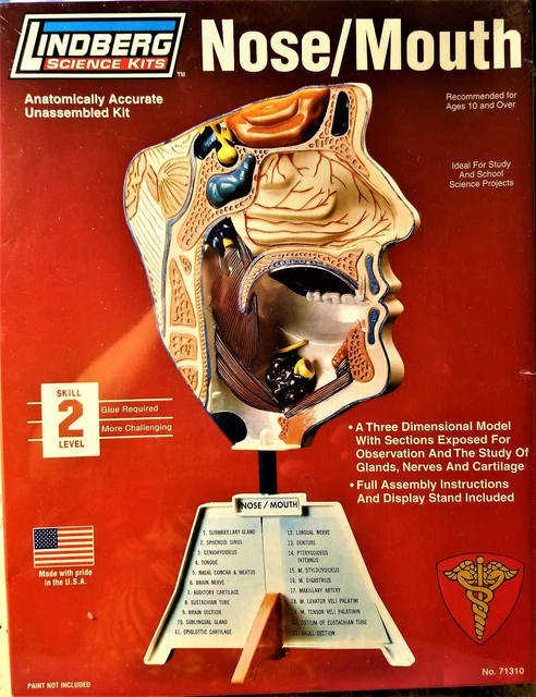 LINDBERG SCIENCE PLASTIC Nose Mouth Human Anatomy Anatomical 3D Model ...