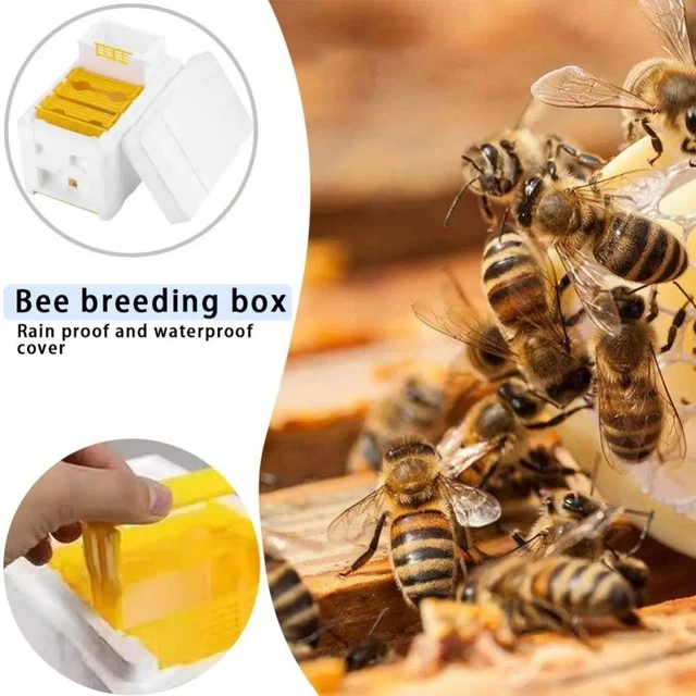 FOAM QUEEN BEE Rearing Mating Beehive Pollination Boxes Beekeeping ...