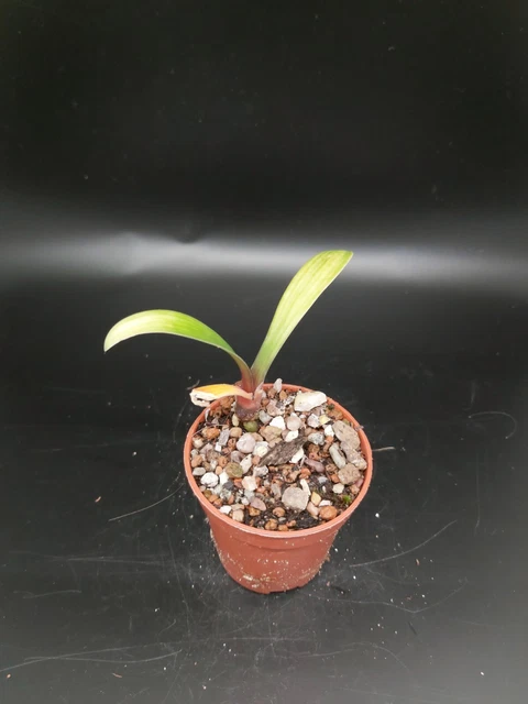 CLIVIA MINIATA SOUTH African Bulb Plant Shown In 6cm Pot £3.48 ...