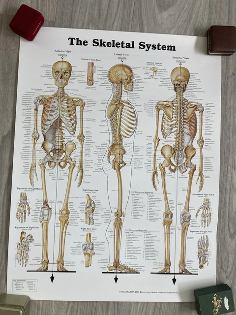 THE SKELETAL SYSTEM Anatomical Chart Medical Illustrated By Peter ...