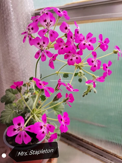 PELARGONIE GERANIE "Mrs. Stapleton" Hybride Pelargonium blühend EUR 12 ...