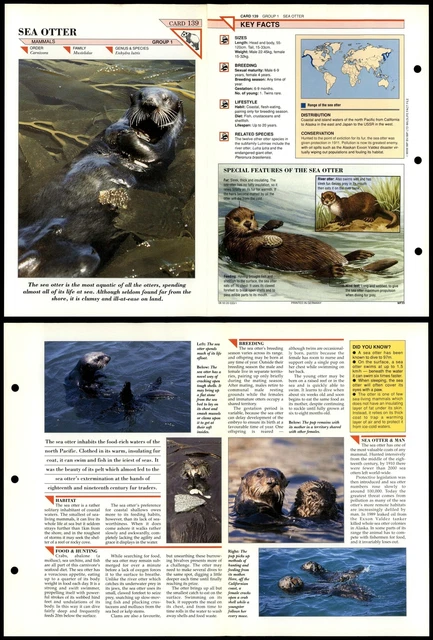 SEA OTTER #139 Mammals Wildlife Fact File Fold-Out Card £1.99 - PicClick UK
