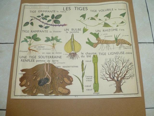 AFFICHE SCOLAIRE CARTE vegetal racine adventive les tiges old map ...