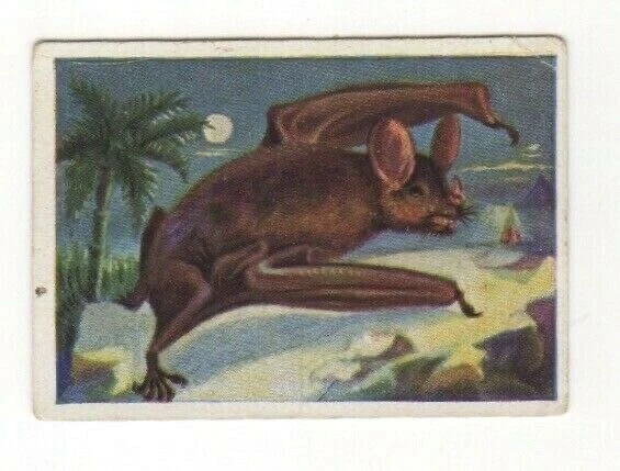 GERMAN WORLD WONDERS Series. Vampire Bat of South America EUR 2,89 ...