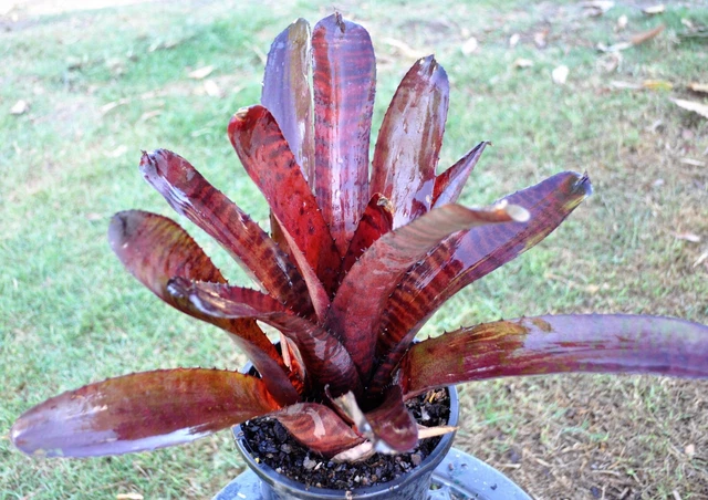 BROMELIAD NEOREGELIA "GROVE'S RED TIGER" one very nice YOUNG pup on ...
