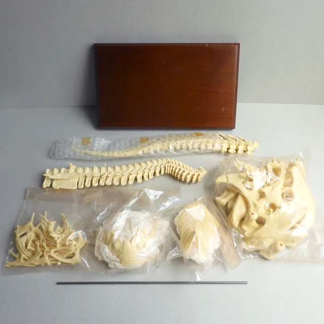 KAIYODO DINOLAND 1/20 Tyrannosaurus T-rex Skeleton Resin Model Kit ...