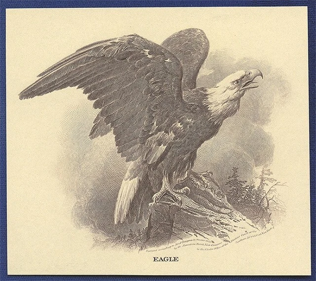 VINTAGE AMERICAN BANK NOTE Co. ENGRAVING: FAMOUS LARGE EAGLE ABNCo LOGO ...