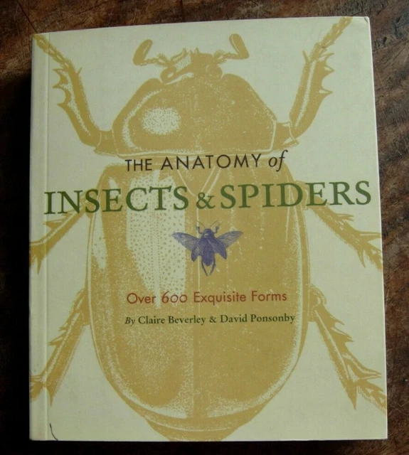 THE ANATOMY OF Insects & Spiders Claire Beverley & David Ponsonby Ivy ...